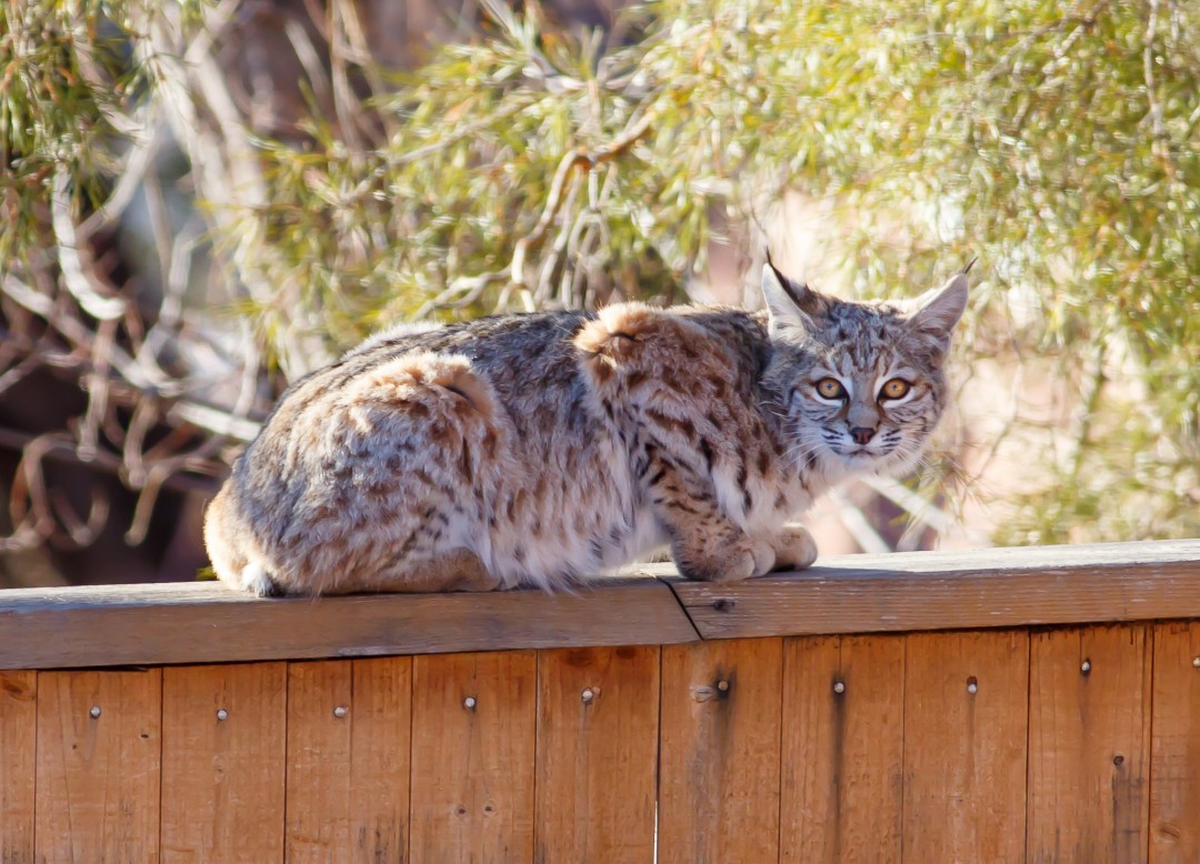 Bobcat in Boulder, Colorado | Customer Paradigm